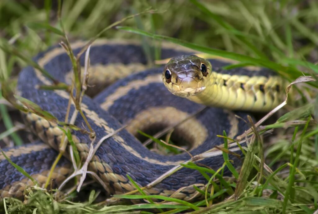 7 Natural Ways to Keep Snakes Away From Your Yard - Gardeners and Plants