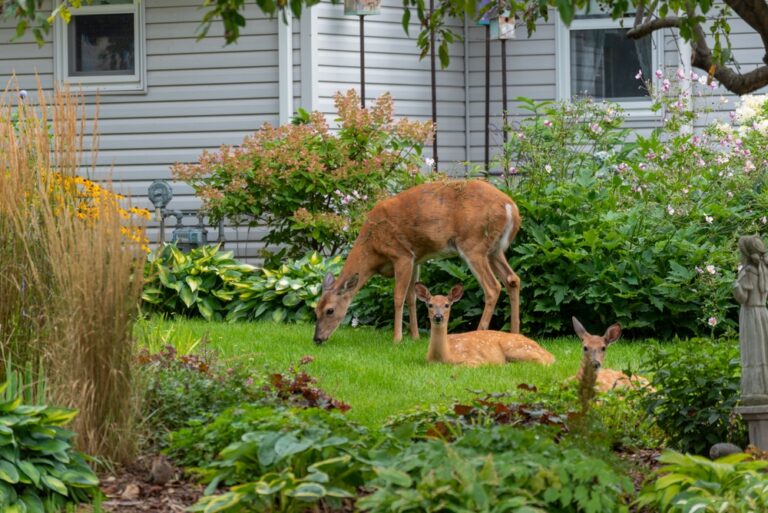 6 Deer-Resistant Plants to Protect Your Garden! - Gardeners and Plants
