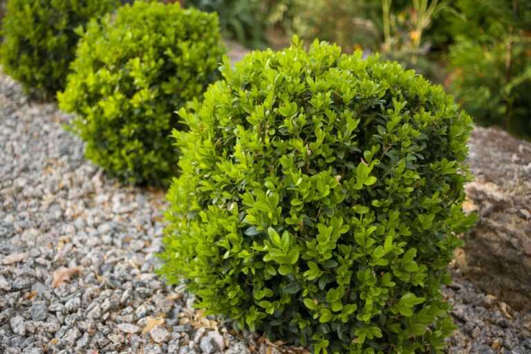 10 Stunning Shurbs That Grow in the Shade - Gardeners and Plants