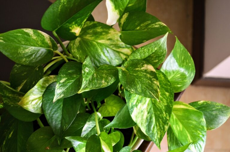 5 Good Luck Plants That Will Bring Fortune Into Your Home - Gardeners ...