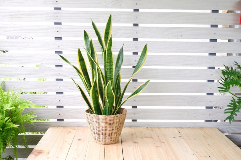 5 Good Luck Plants That Will Bring Fortune Into Your Home - Gardeners ...
