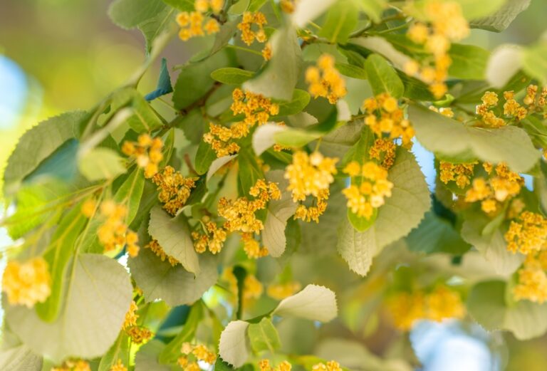 12 Low-Maintenance Trees For Your Garden - Gardeners and Plants