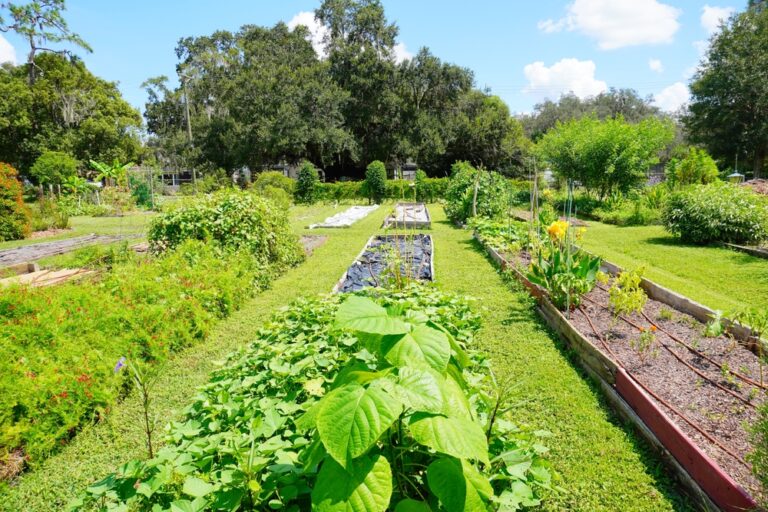 What Is a Community Garden and Why Is It Important? - Gardeners and Plants