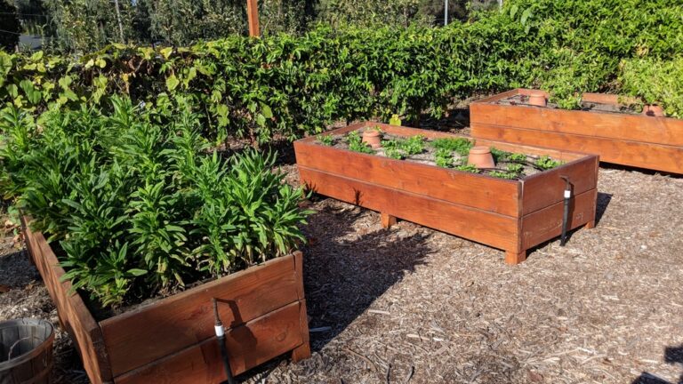 What Is a Community Garden and Why Is It Important? - Gardeners and Plants