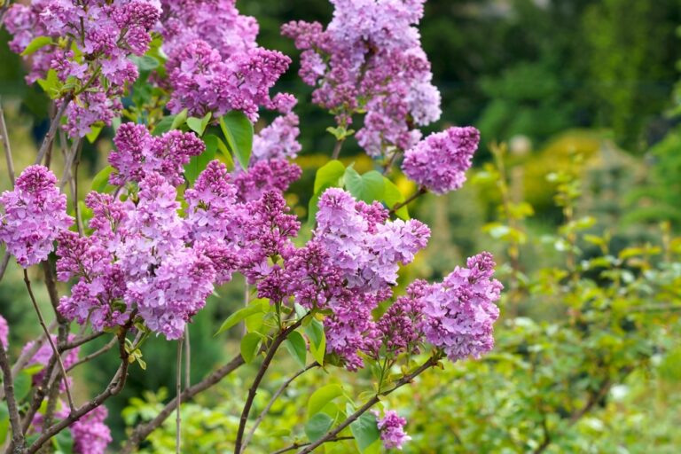 6 Stunning Living Fence Ideas - Gardeners and Plants