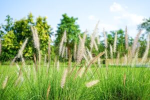 20 Beautiful Ornamental Grasses to Add Texture to Your Garden ...