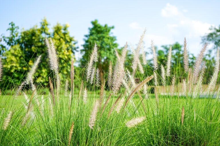 20 Beautiful Ornamental Grasses to Add Texture to Your Garden ...
