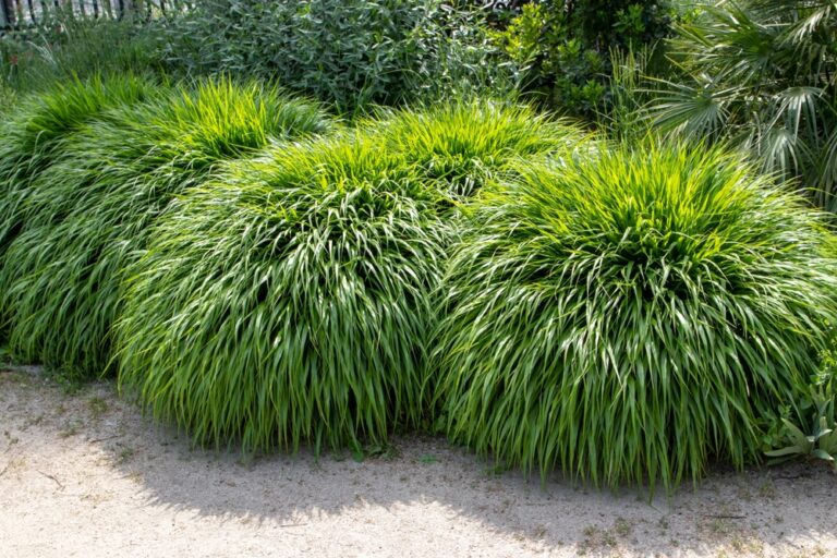 20 Beautiful Ornamental Grasses to Add Texture to Your Garden ...