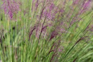 20 Beautiful Ornamental Grasses to Add Texture to Your Garden ...